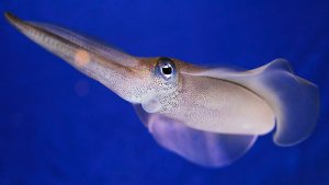 Calamar - Información, características y curiosidades