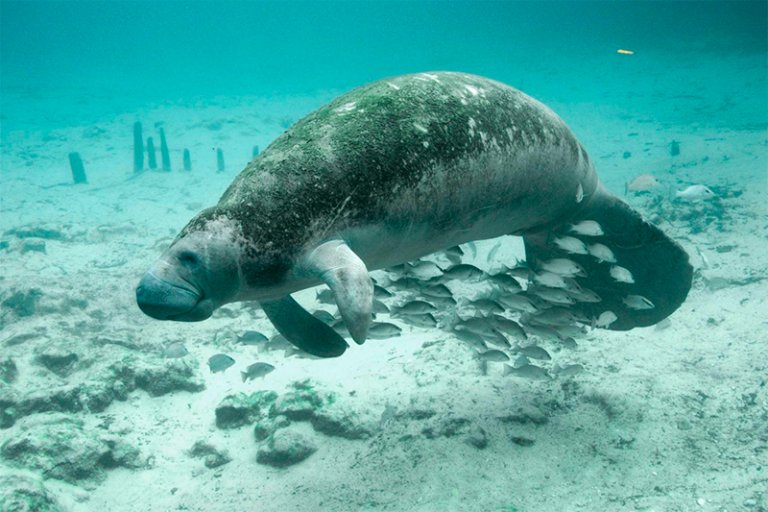 Manatí - Información, características y curiosidades