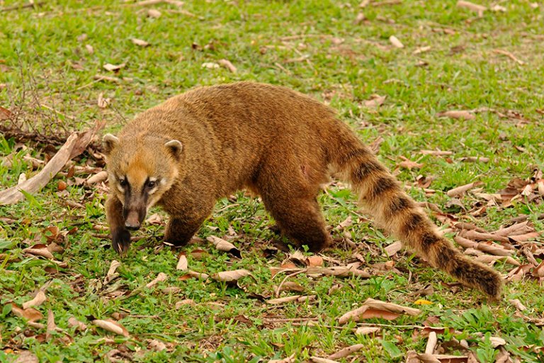 Coatí de cola anillada - Información, características y curiosidades
