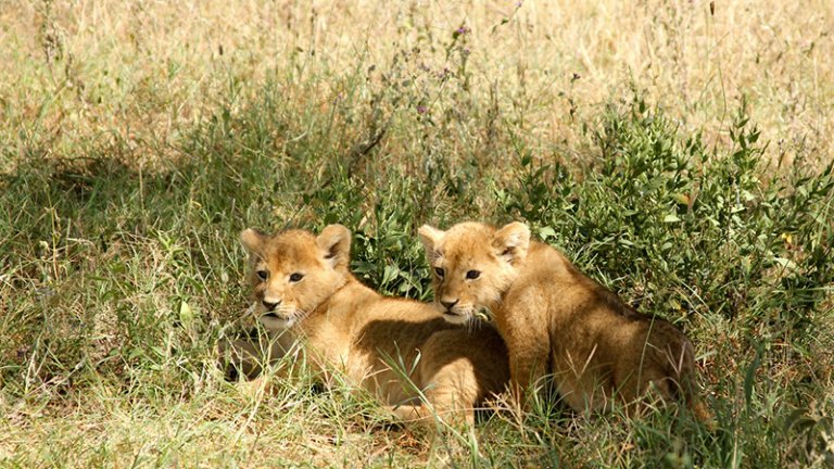 Felinos » Información, características y listado de animales