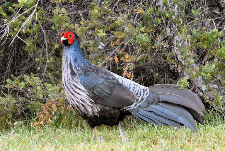 Faisán - Información, características y curiosidades