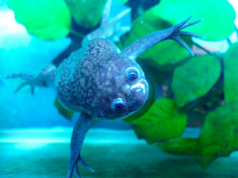 African clawed frog – Information, characteristics and curiosities ...