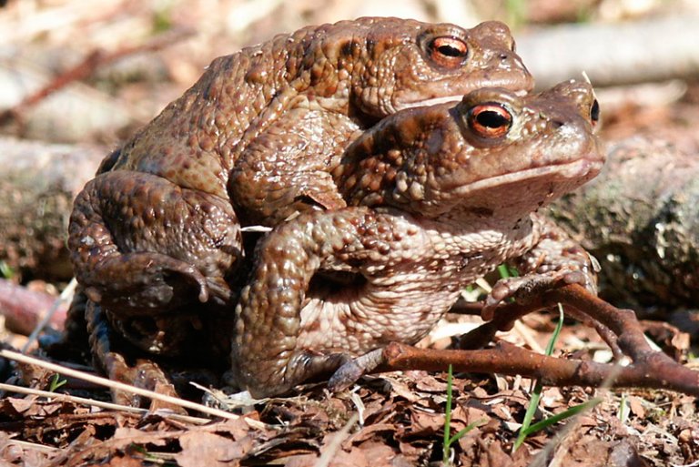 Sapo común - Información, características y curiosidades