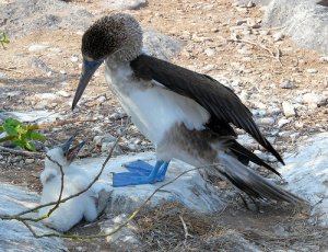 Sula patiazul - Información, características y curiosidades