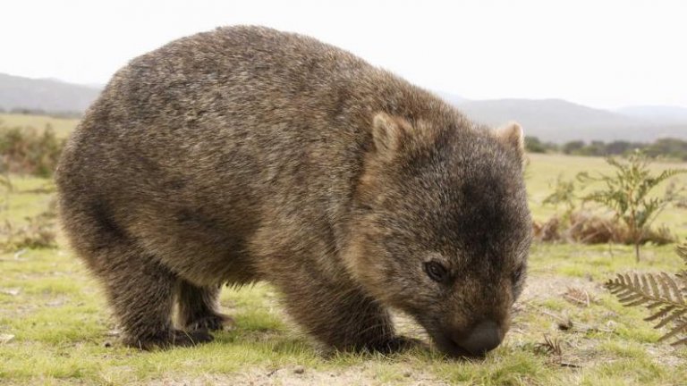 Wombat - Información, características y curiosidades