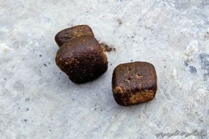 Wombat - Información, características y curiosidades