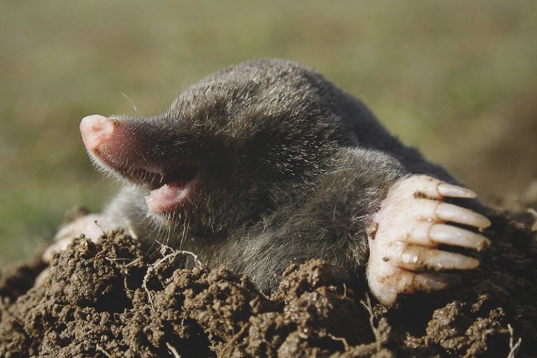 Topo - Información, características y curiosidades