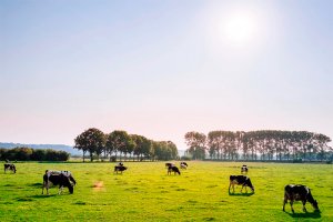Cow Facts: Traits, History, and Global Importance