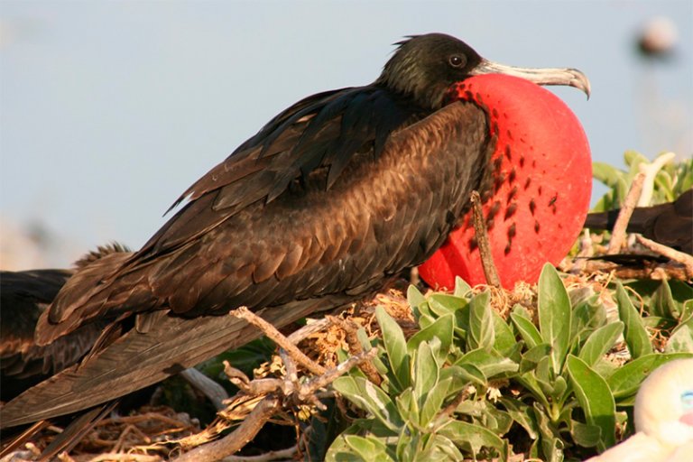 Fregata - Información, características y curiosidades