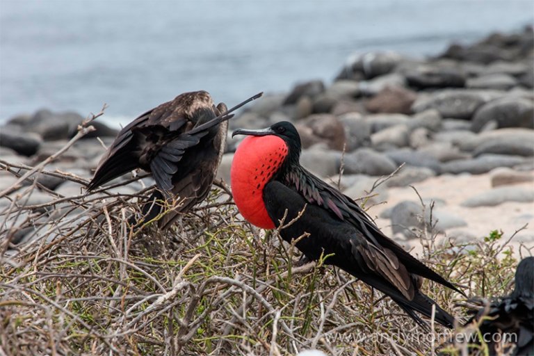 Fregata - Información, características y curiosidades
