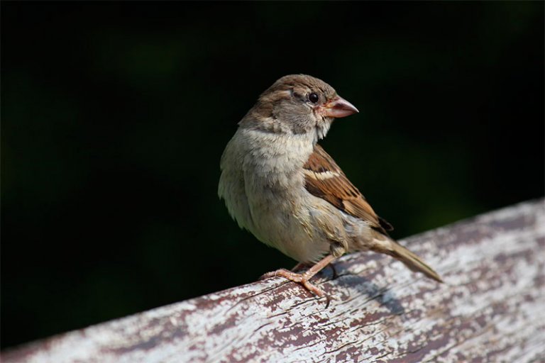 Gorrión - Información, características y curiosidades