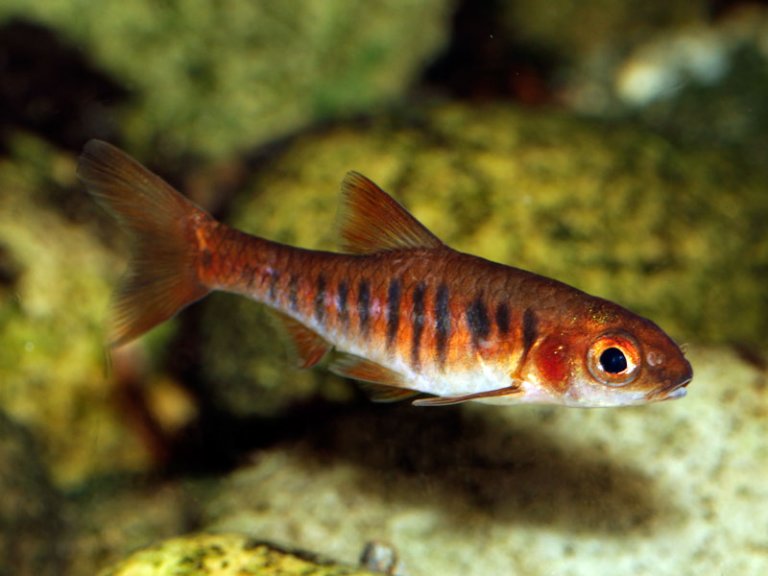 Barbo - Información, características y curiosidades