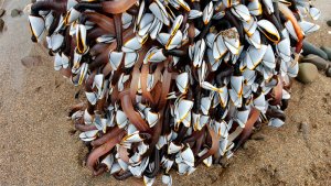 Percebe - Información, características y curiosidades