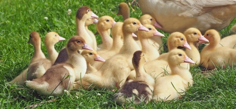 Pato - Información, características y curiosidades