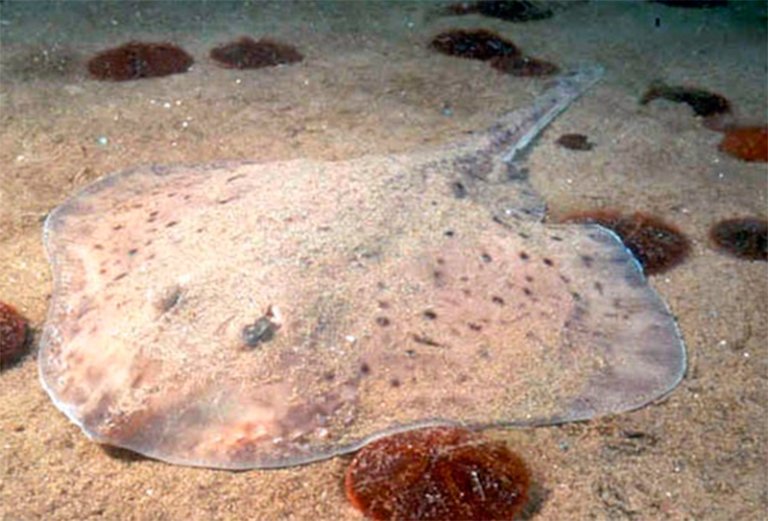 Raya - Información, características y curiosidades