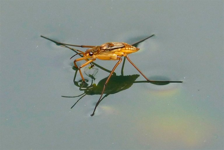 Zapatero - Information, characteristics and curiosities - Animals world