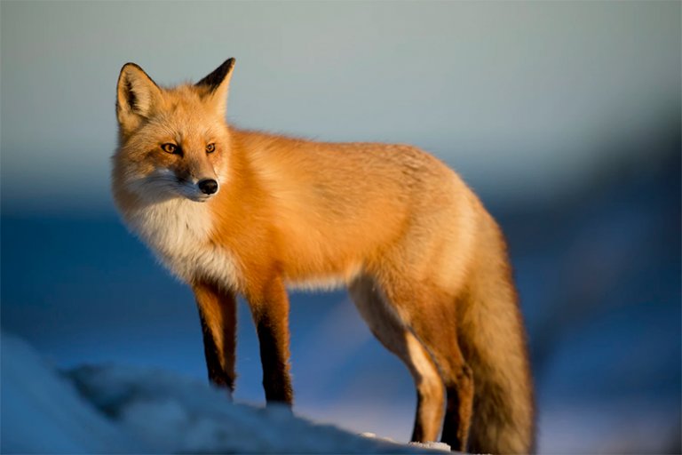 Zorro - Animapedia