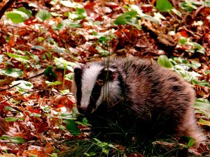Tejón - Información, características y curiosidades