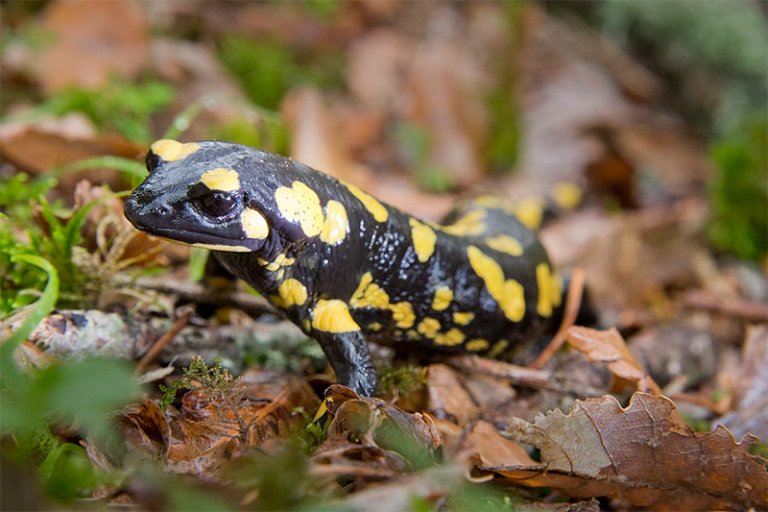 Salamander – Information, characteristics and curiosities - Animals ...