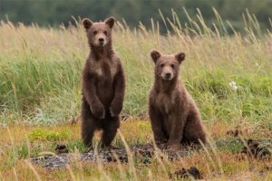 Oso - Información, características y curiosidades