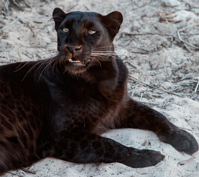 Black Panther – Information, characteristics and curiosities | Animals ...