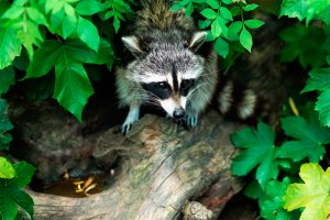 Mapache - Información, características y curiosidades