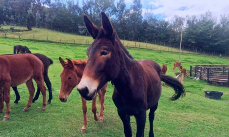 Mula - Información, características y curiosidades