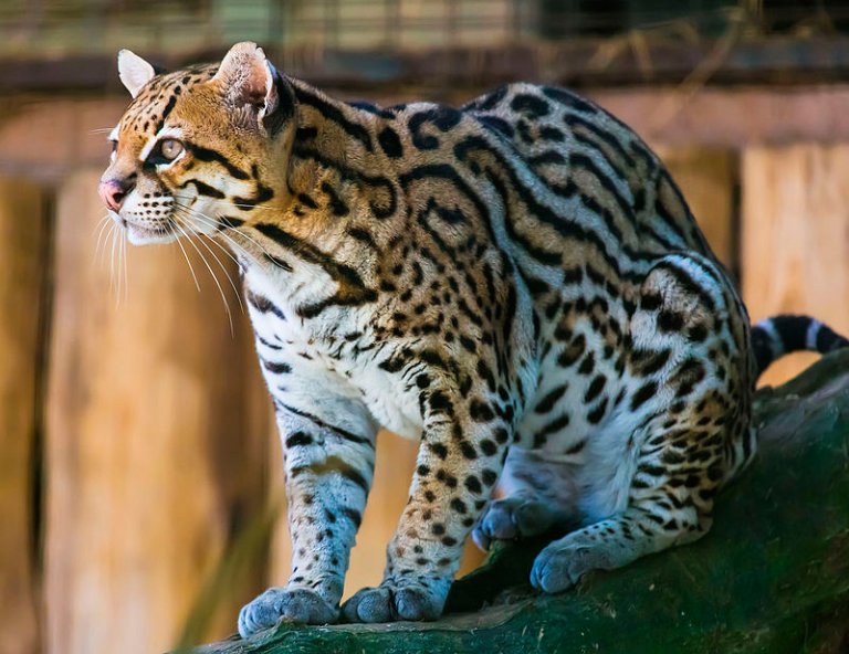 Ocelot – Information, characteristics and curiosities | Animals World ...