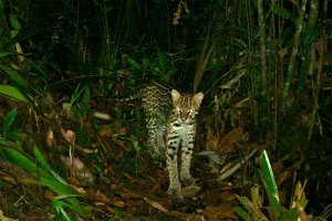 Ocelote - Información, características y curiosidades