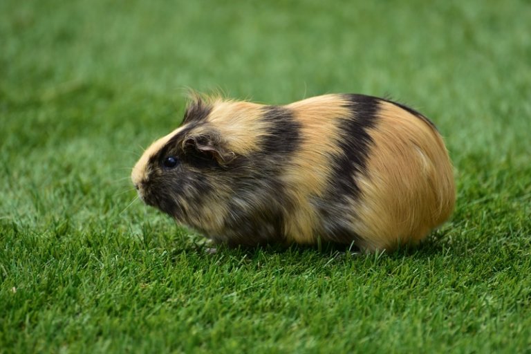 Cobaya - Información, características y curiosidades