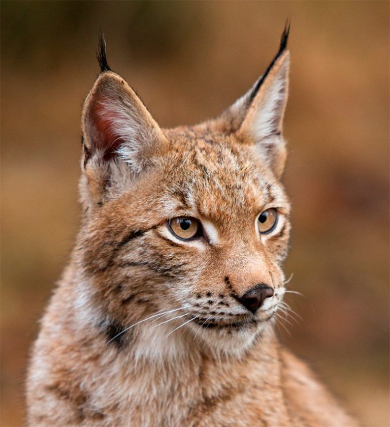 Lince - Información, características y curiosidades