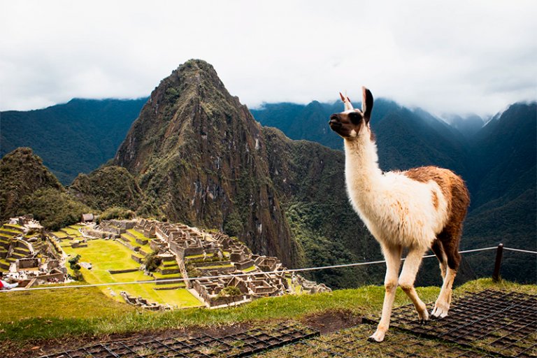 Llama - Animapedia