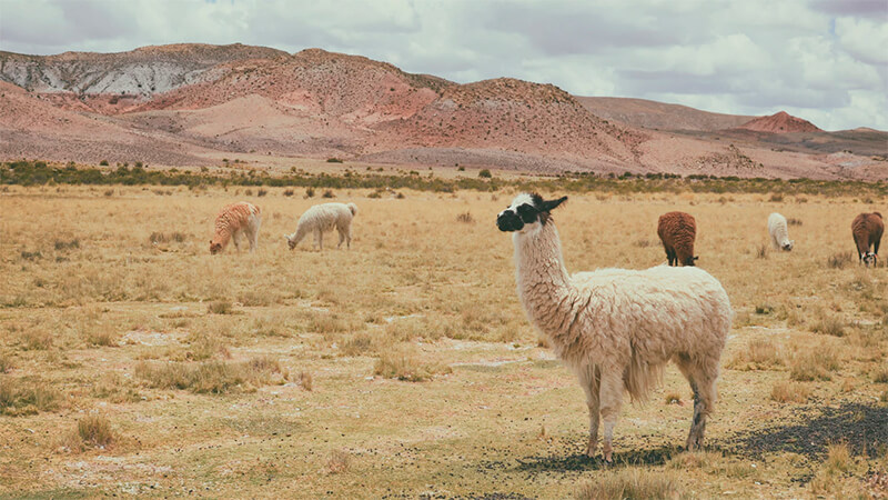 Llama - Animapedia