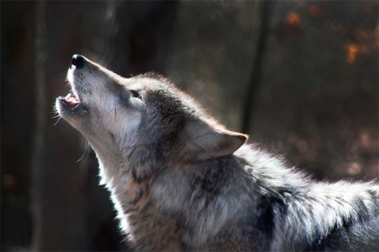 Lobo - Información, características y curiosidades