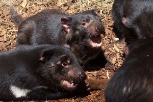 Demonio de Tasmania - Información, características y curiosidades