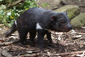 Demonio de Tasmania - Información, características y curiosidades