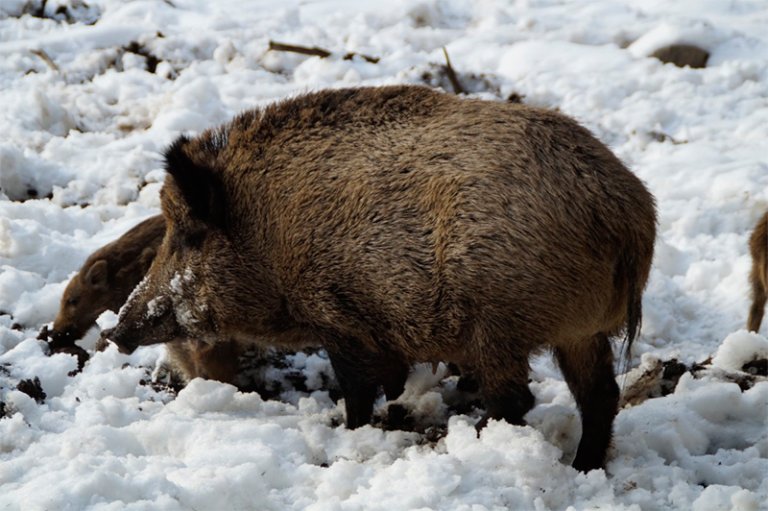 Wild boar – Information, characteristics and curiosities | Animals ...