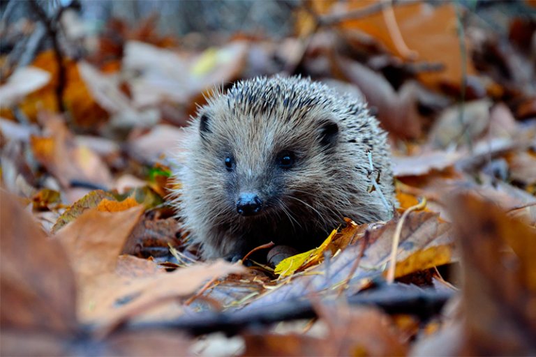 Erizo - Información, características y curiosidades