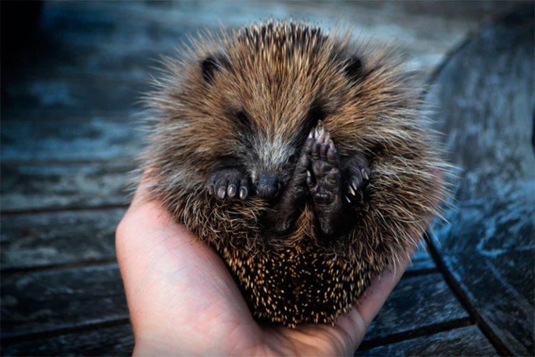 Erizo - Información, características y curiosidades