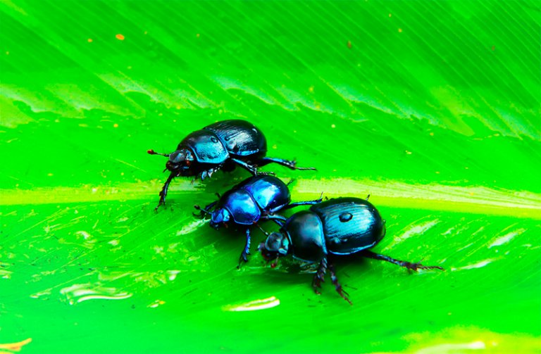 Escarabajo - Información, características y curiosidades